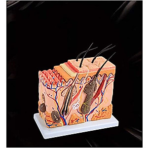 Anatomy Model, Skin Structure Anatomical Model - Human Skin Organ Anatomy Model - Medical Anatomical Skin Tissue Model - for Study Display Teaching Medical Model for Medical Demonstration