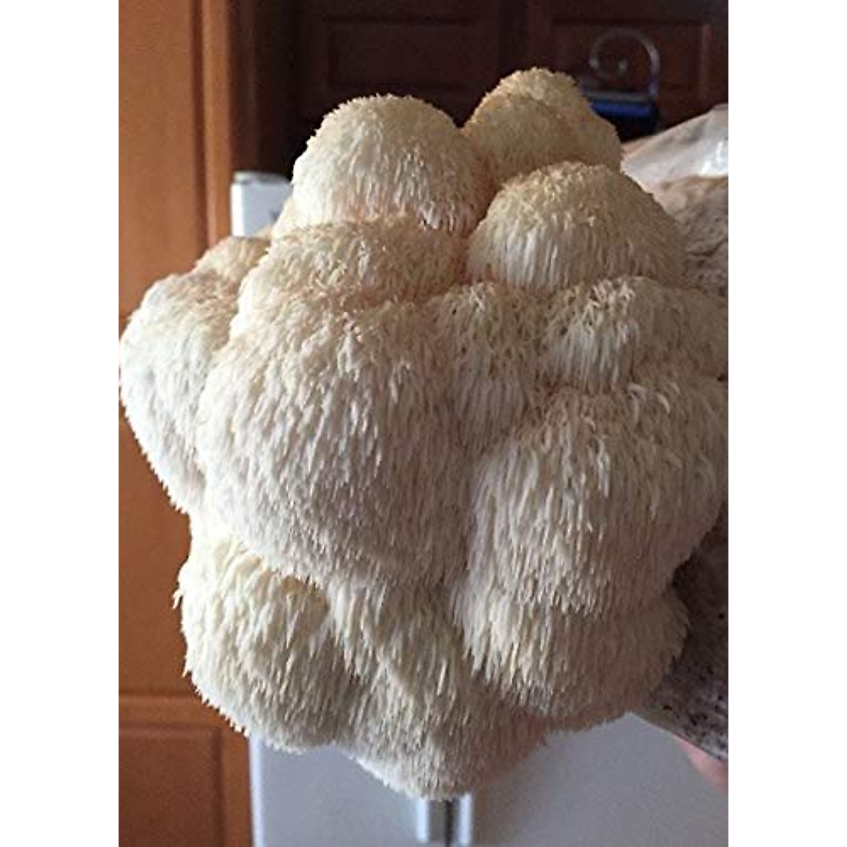 Mushroom Man LLC, Lion's Mane Mushroom Kit