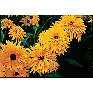 Burpee Double Gold Gloriosa Daisy Seeds 100 seeds