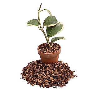 Molly's Succulent Mix - Premium Gritty Soilless Potting Mix for Succulents, Cactus and Bonsai - Contains Akadama, Hyuga, Bark Fines, Pumice, Lava Rock, Mycorrhizae 3.3 Liters