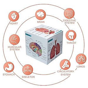 kaitnax Human Anatomical Poster Set Anatomy Study Cube Medical Student Learning Tool Anatomy Chart Set, 9 Parts Anatomy Heart, Muscular, Skeletal, Digestive, Circulatory etc. Gift Package 3.9"X3.9"