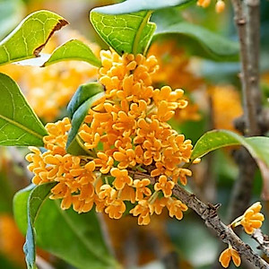 CHUXAY GARDEN 5 Seeds Osmanthus Fragrans,Sweet Osmanthus,Sweet Olive,Tea Olive, Fragrant Olive Orange Small Tree Evergreen Shrub Grows in Garden and pots