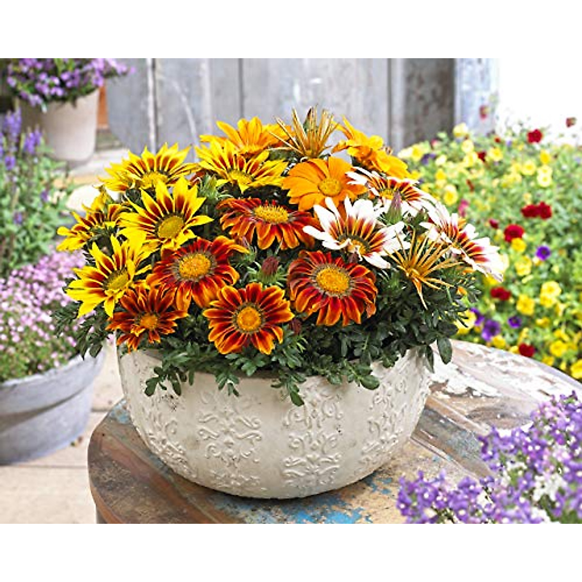 KIRA SEEDS - Treasure Flower Mix- Gazania - Annual Flowers for Planting - GMO Free