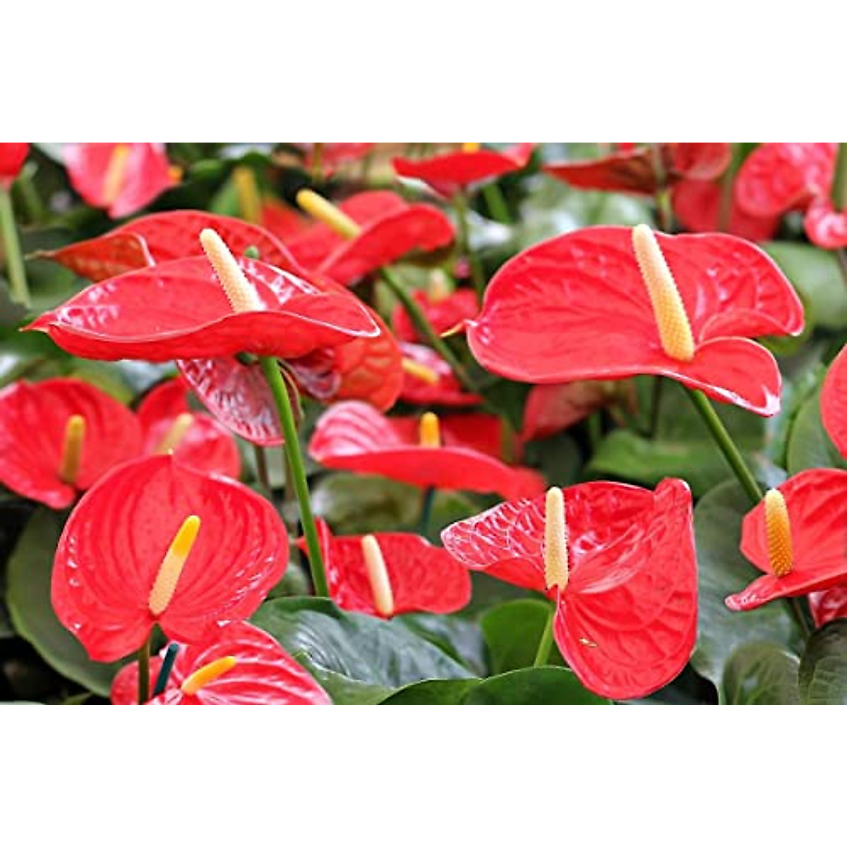 15 Red Anthurium Plant Seeds for Growing Indoor, Ornaments Perennial Garden Simple to Grow Pot