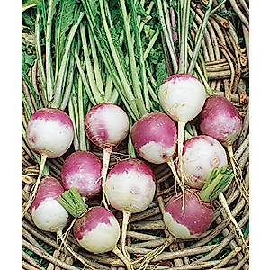 Burpee Purple Top White Globe Turnip Seeds 5000 seeds