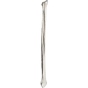 Fibula Bone Model - Right - Anatomically Accurate Human Fibula Bone Replica - hBARSCI