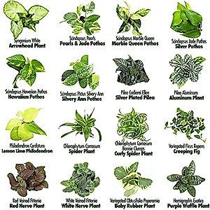 Altman Plants Live Houseplants (6PK), Indoor Plants for Delivery Prime, Live Plants and Gardening Gifts for Plant Lovers, Planters for Indoor Plants with Potting Soil, Live House Plants Indoors Live