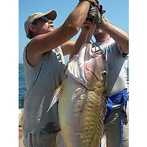 Deep Drop Bait Rig (Three Purple & Black Skirted 9/0 Circle Hook Drops) (9/0 3 Drop Purple Skirts)