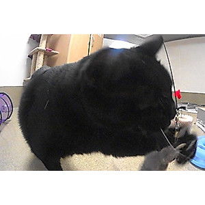 Big Sky Cats House Finch Bird Refill/Attachment- Fits Wildcat and Popular Bird and Mouse Type Wands/Poles