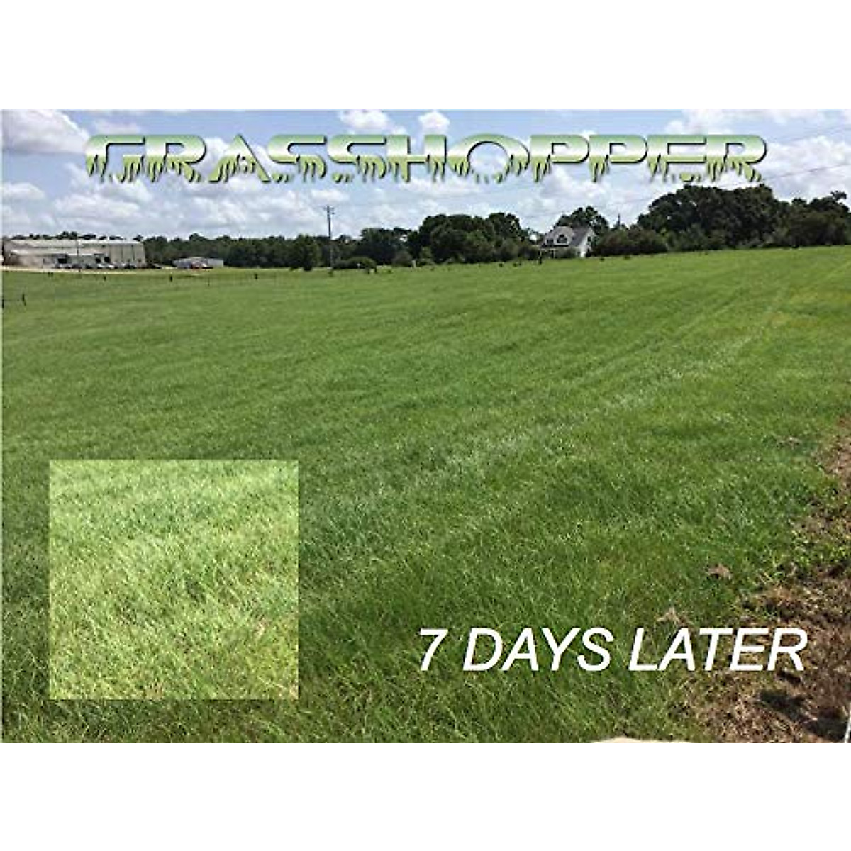 Grasshopper 19-19-19 Foliar Fertilizer