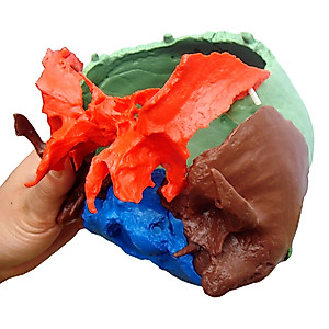 Human Medical Anatomical Adult Osteopathic Skull Model, 22-Part Didactic Colored
