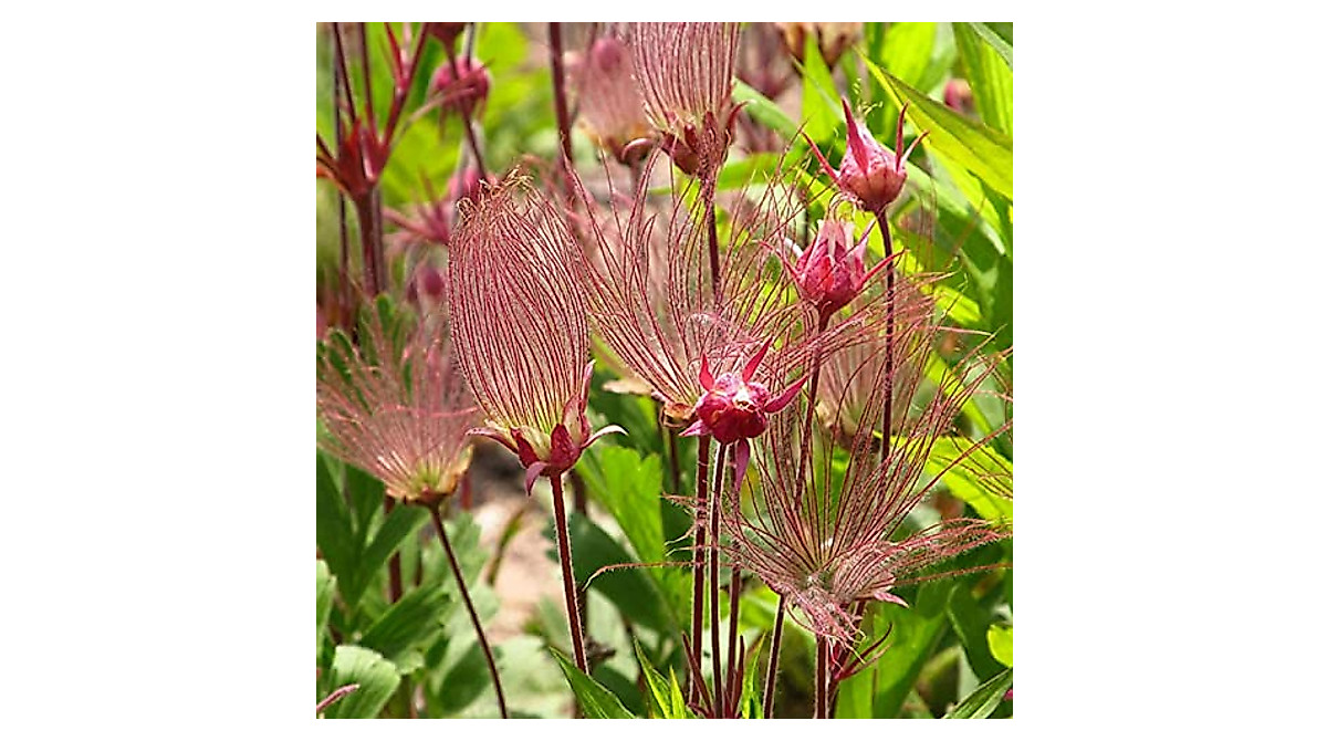 Buy 50 Prairie Smoke Seeds - Non-GMO Geum triflorum for Gardens