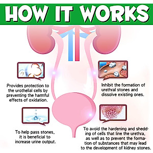 Urinary Tract Infection Treatment for Dogs, Natural Herb Supplement UTI Care Drops, Cranberry Kidney Stones Bladder Support, Keep Pet Dogs Renal Healthier, Bacon Flavor, 60ml