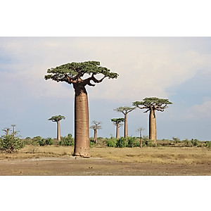 African Baobab Bonsai Tree Seeds - 5 Seeds to Grow - Highly Prized Baobab Tree - Ships from Iowa. Exotic Indoor Bonsai Seeds to Grow