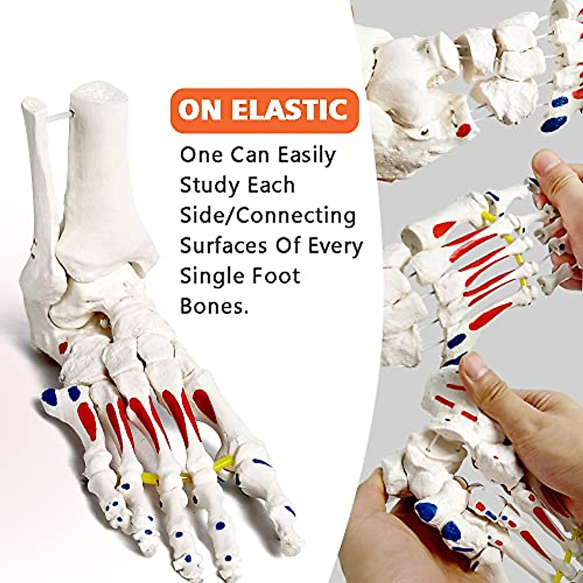Foot Skeleton Model On Elastic, W/Tibia-Fibula Stump Strung Elastic Bungee Muscle Insertions & Origins, Natural Cast for Accurate Representation Study Kinematics Podiatrist Orthotisit Physiotherapist