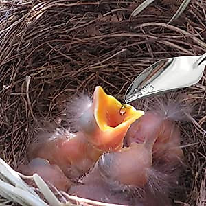 LILYS PET 4.7" Bird Parrot Stainless Steel Metal Feeding Spoon,Special Feeding Scoop Medicine Spoons Hand Feeding Spoons for Peony Cockatiel Parrot (3PCS)