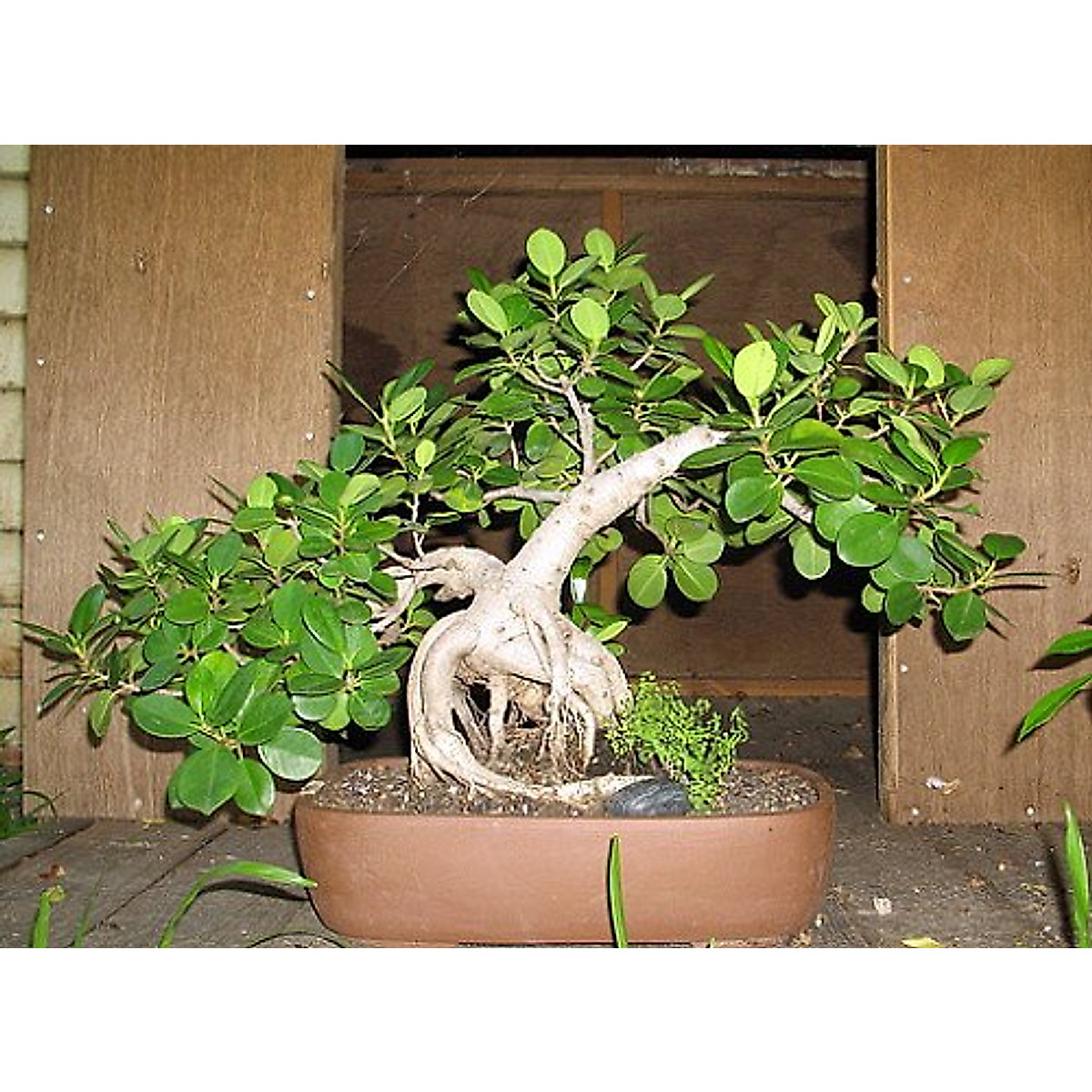 Chinese Banyan Tree - Weeping Fig Tree - Ficus - 4" Pot