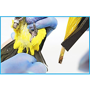 Bird Sexing DNA Slim Sample Card. Gender Reveal Test for Parrots, Macaws, Lovebirds, Cockatoos, Grey African, Silkies‎, Cockatiels (+300 Psittacines) Avian Sexing DNA Testing