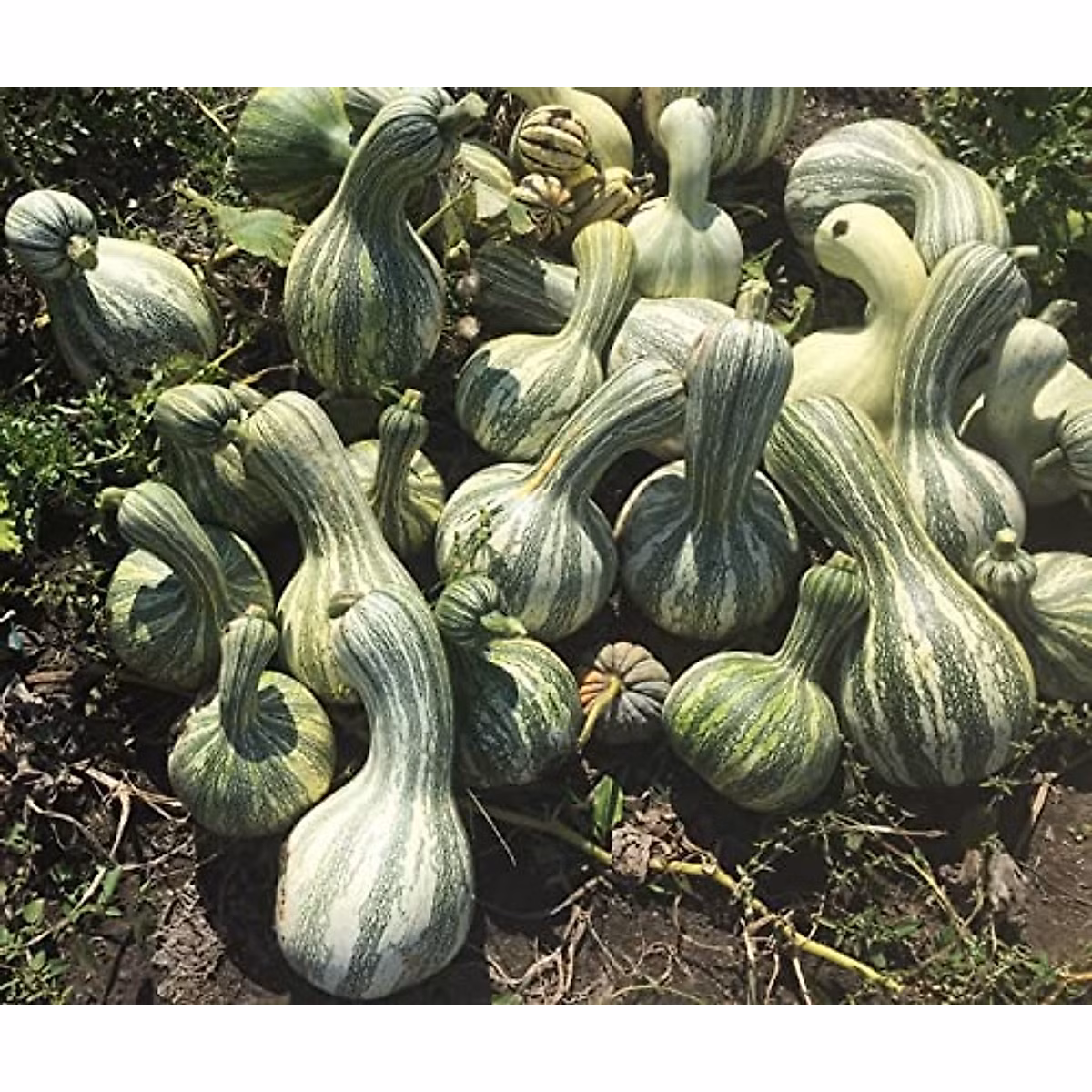 TomorrowSeeds - Green Striped Cushaw Seeds - 20+ Count Packet - Southern Kershaw Pumpkin Winter Squash Gourd Silver Garden Vegetable Seed