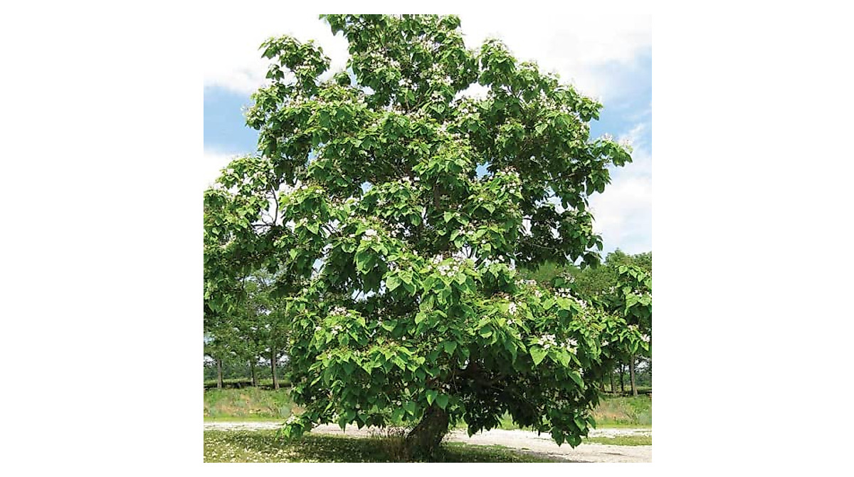 Plant the Hardy Catalpa Tree for Privacy & Beauty | CHUXAY GARDEN