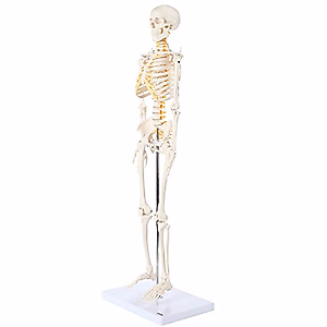 Axis Scientific Mini Human Skeleton Model with Metal Stand, 31" Tall with Removable Arms and Legs, Easy to Assemble, Includes Detailed Product Manual for Study