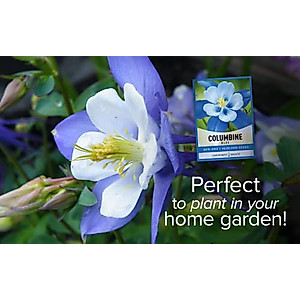 Blue Columbine Seeds for Planting (Aquilegia Seeds) - Beautiful Blue Perennial Flower to Plant in Your Flower Garden Open Pollinated, Non-GMO by Gardeners Basics