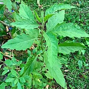 300 Epazote Seeds Mexican Herb Seeds for Planting Garden