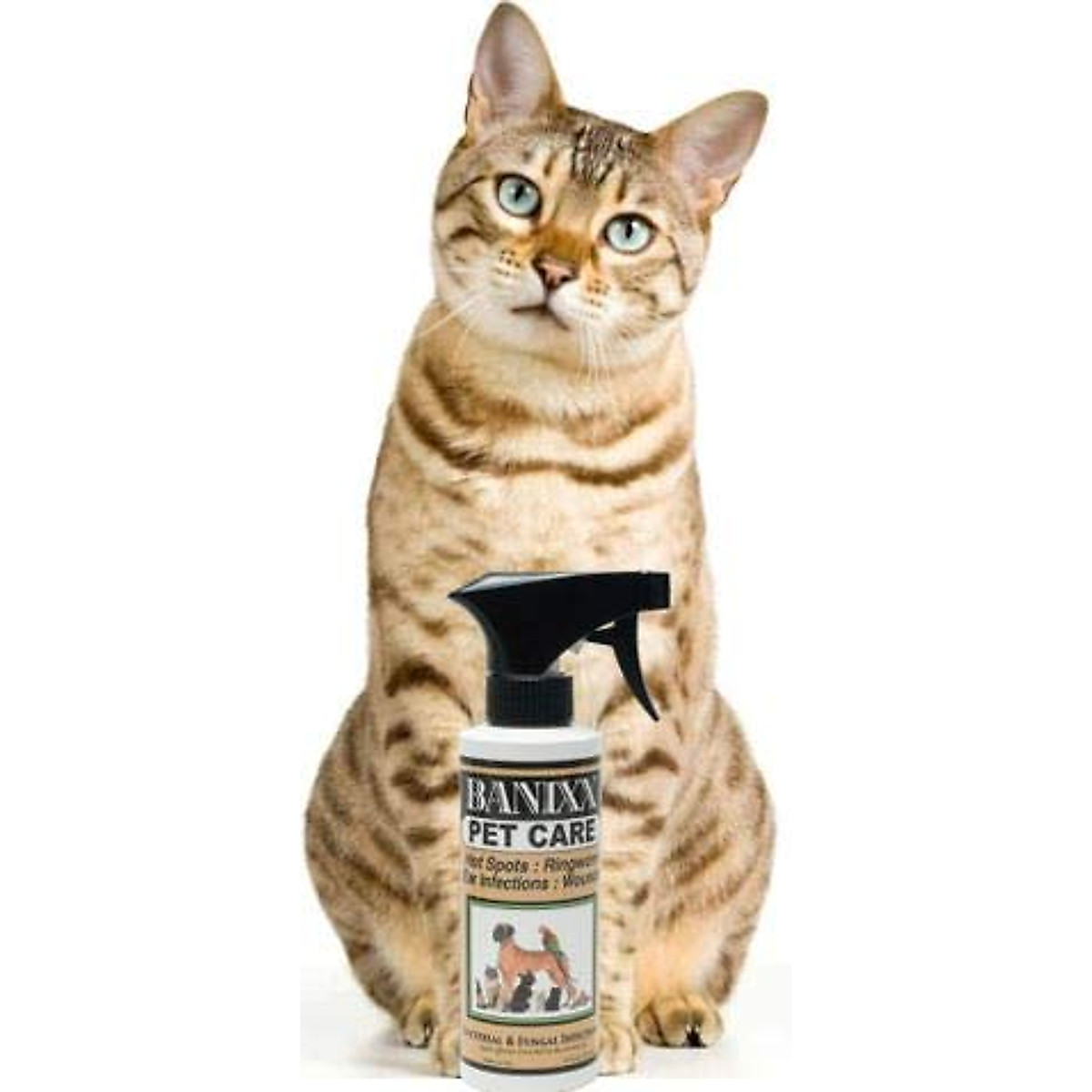 Banixx Pet Care 8oz for Ear Infections, Hot Spots, Itchy Dry Skin, Ringworm, Yeast Infections. Safe Around The Eye.