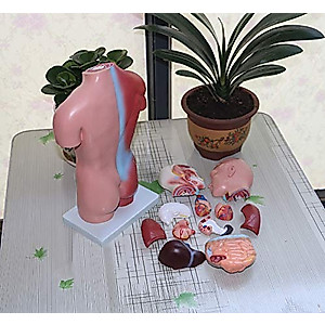 Human Torso Body Anatomy Model - 11 inch, 15 Parts Organ Structure Model for School Medical Education