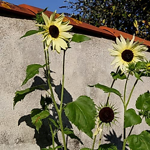 CHUXAY GARDEN 50 Seeds Helianthus annuus 'Valentine',Common Sunflower,Vanilla Ice Sunflower Yellow Black Lovely Flowers Grows in Garden and pots Decorative Garden