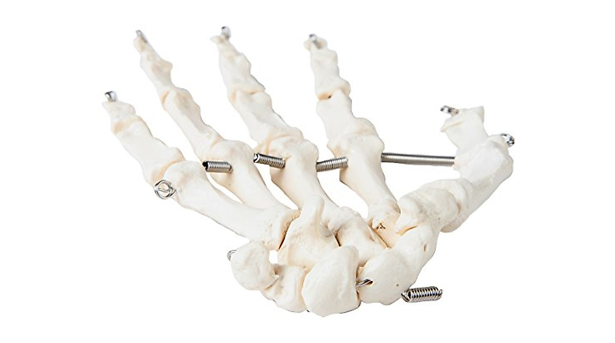 Axis Scientific Skeletal Hand Model | Fully Articulated & Accurate for ...