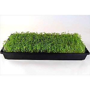 Osaka Purple Mustard Seeds - 4 Oz. Resealable Bag - Use for Indoor Gardening, Growing Microgreens & More | Micro Greens Salad Garden Seeds