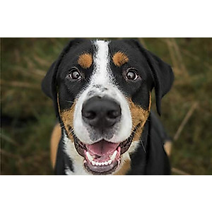 hip and joint supplements for large dog - JOINT HEALTH COMPLEX WITH TURMERIC FOR DOGS - WITH MSM AND TURMERIC - HIP SUPPORT - dog chondroitin glucosamine msm - 2 Bottles (120 Tablets)