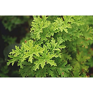 GardenGeng 300+ Citronella Plant Seeds for Planting Outdoors - Organic - Non-GMO - Citronella Geranium Seeds to Plant Garden/Bonsai