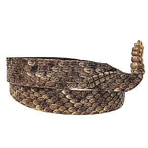 Chichester Inc Real 1" Rattlesnake Hat Band with Rattle (598-HB199) C4H