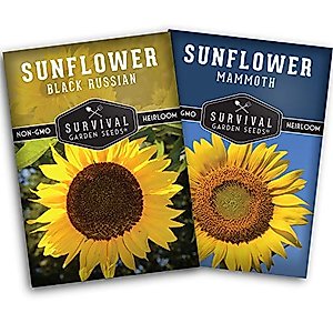 Survival Garden Seeds Edible Sunflower Seed Vault - Gigantic Flowers with Delicious Seeds - Mammoth Sunflower and Oil-Rich Black Russian Sunflower - Non-GMO Heirloom Seeds for Planting & Growing