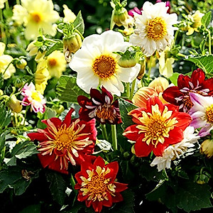 Outsidepride Dahlia Dandy Garden Cut Flower Seed Mix Great for Bouquets & Dried Floral Arrangements - 500 Seeds