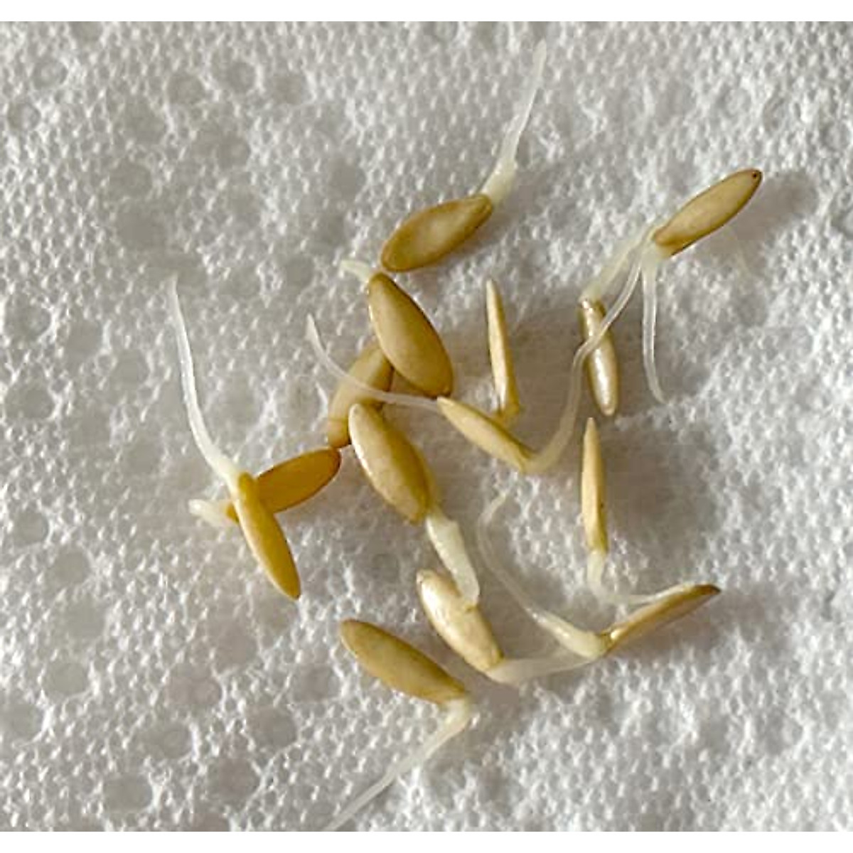 US Grown! 30+ Persian Beit Alpha (a.k.a. Lebanese) Cucumber Seeds Heirloom Non-GMO Burpless Sweet Non-Bitter and Acid Free, Crispy and Sweet, Fragrant and Delicious, Cucumis sativus, Grown in USA!