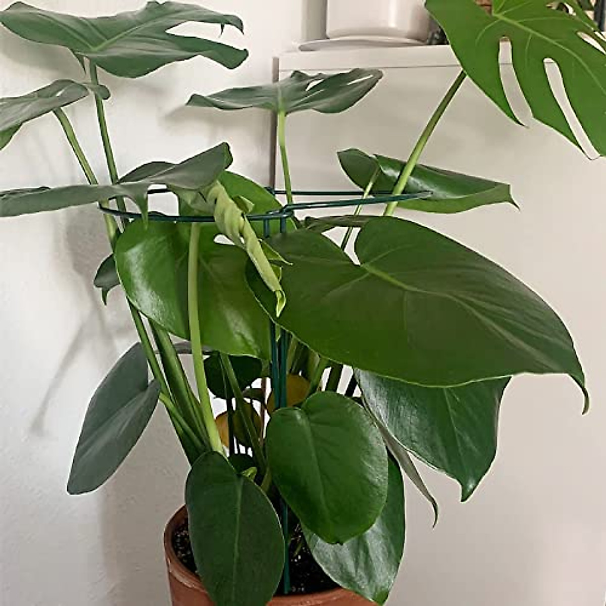 10pack Garden Plant Support Stake 10" Wide x 16" High Half Round Metal Garden Plant Support Ring Border Support, Plant Support Ring Cage for RoseFlowers Vine Tomato with 20pack Plant Clips &Plant Ties