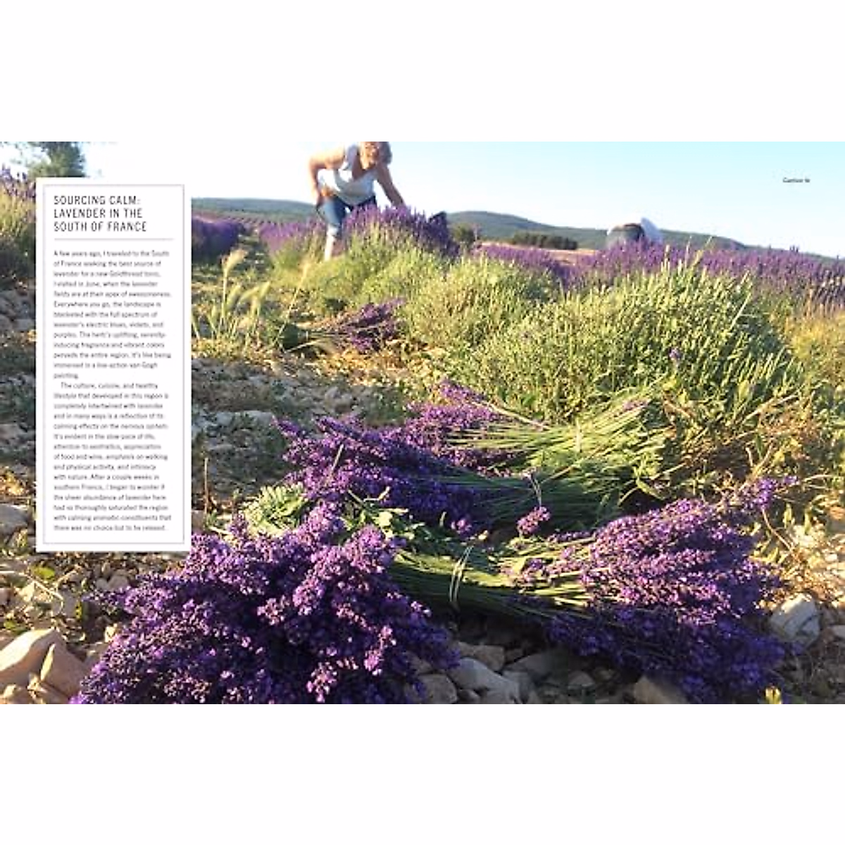 The Plant Medicine Protocol: Unlocking the Power of Plants for Optimal Health and Longevity