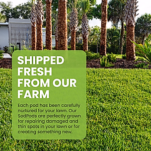 Cannot Ship to California/AZ SodPods® St Augustine Floratam Grass Plugs (32-Count) Natural, Affordable Lawn Improvement