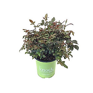 Star Roses Knockout Series 15048 Series Rose Knock Out The Original, 19cm