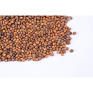 Bentley Seed Co. Set of 40 Vegetable Seeds for Planting - Gardening Seeds to Grow in a Garden or Indoors - Get your own Seeds for Planting Vegetables - Herb Seeds - Garden Seeds Vegetable Variety Pack