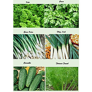 Set of 20 Assorted Organic Vegetable Seeds & Herb Seeds for Planting 20 Varieties Create a Deluxe Garden All Seeds are Heirloom, 100% Non-GMO Lettuce Seeds, Sweet & Hot Pepper Seeds, Green Onion Seeds