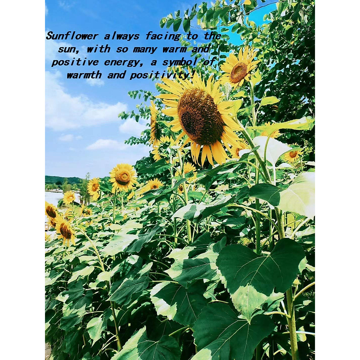 Hewayiu You are My Sunshine Sunflower Enameled CZ Heart Stainless Steel Ring Promise Eternity Band Cocktail Party Rings Adjustable Size 5-10