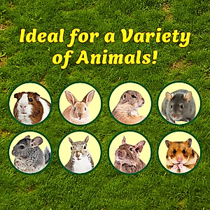 Exotic Nutrition Chew Toy Bundle - Natural Interactive Chew Toys - Chinchillas, Guinea Pigs, Hamsters, Rabbits, Degus, Prairie Dogs, Small Pets