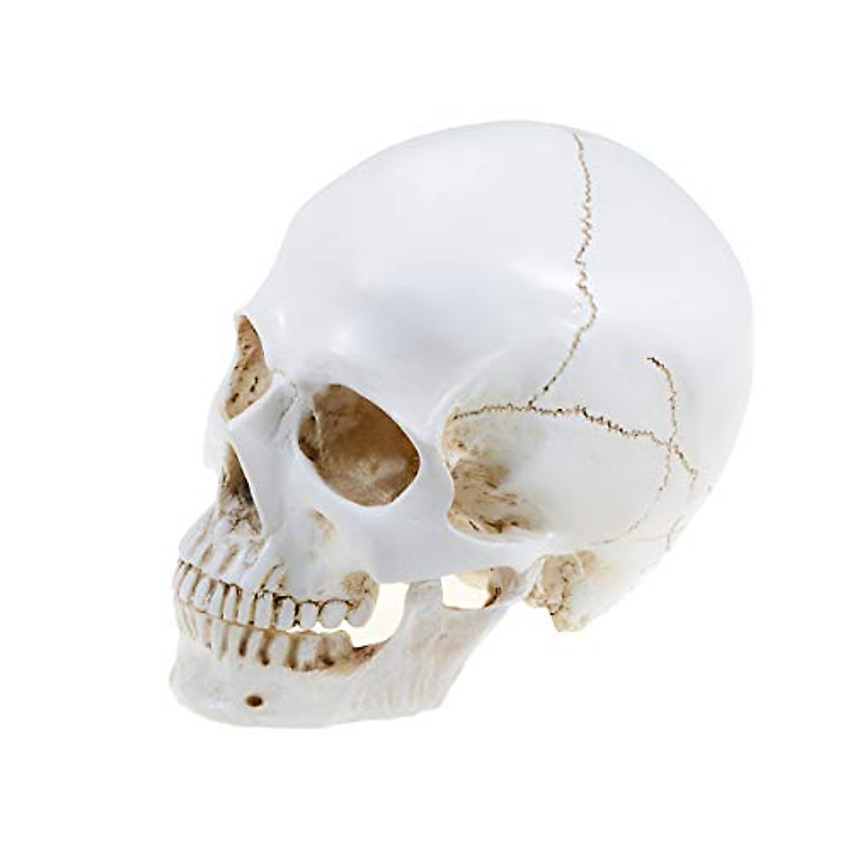 Ocean Aquarius Large Size Skull Model Human Medical Anatomical Adult Head Bone for Education
