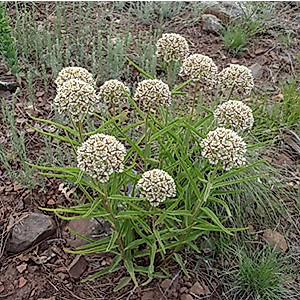 CHUXAY GARDEN 10 Seeds Asclepias Asperula Seed,Antelope-Horns Milkweed,Spider Milkweed Perennial Herb Plant Ground Cover Excellent Addition to Garden
