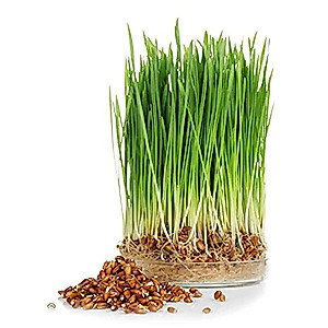 Todd's Seeds Wheatgrass Seeds; Hard Red Winter Wheat, Non-GMO, Chemical Free, High Germination (1/4 Pound)