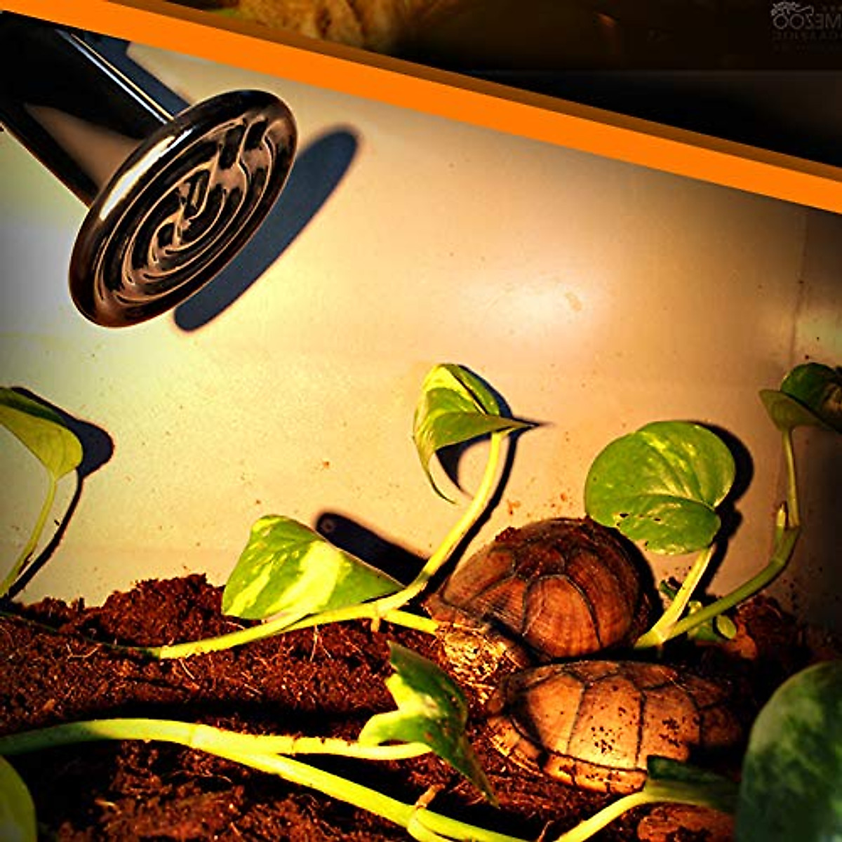 Lucky Farm Reptile Heating Lamp Bulb 2pcs Amphibian Ceramic Infrared Heat Lamp Emitter with no Light for Brooder Chicken Coop ,Hedgehog, Iguana Lizard Bearded Dragon Turtle Snake(Black, 100W)